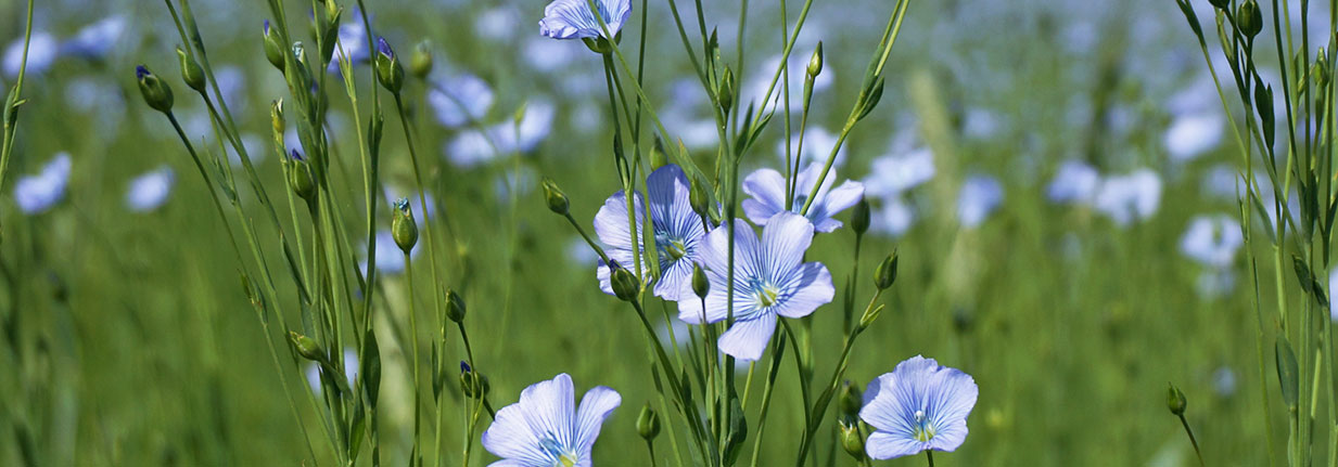 Leinen - Definition - hessnatur Textillexikon