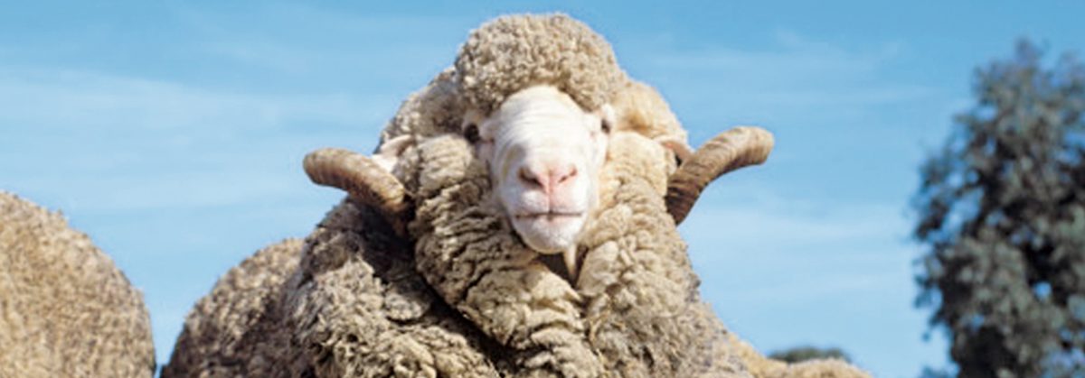 Mulesing - Definition - hessnatur Textillexikon