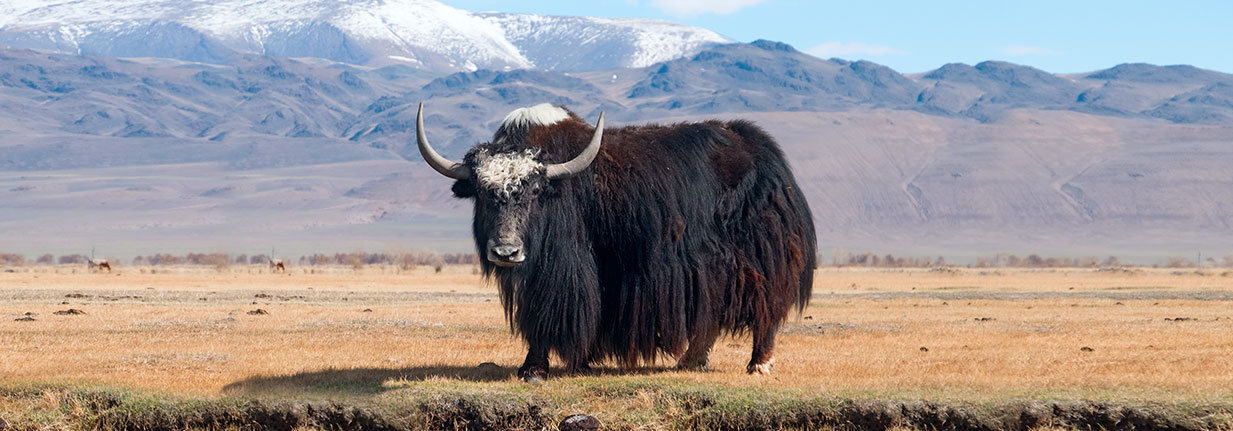 Yakwolle - Definition - hessnatur Textillexikon