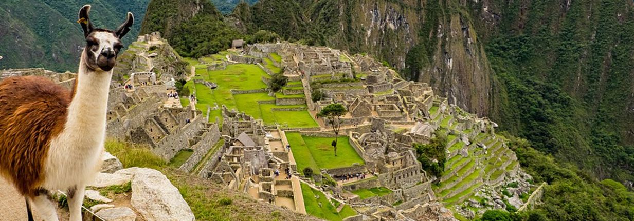 Lama - Definition - hessnatur Textillexikon