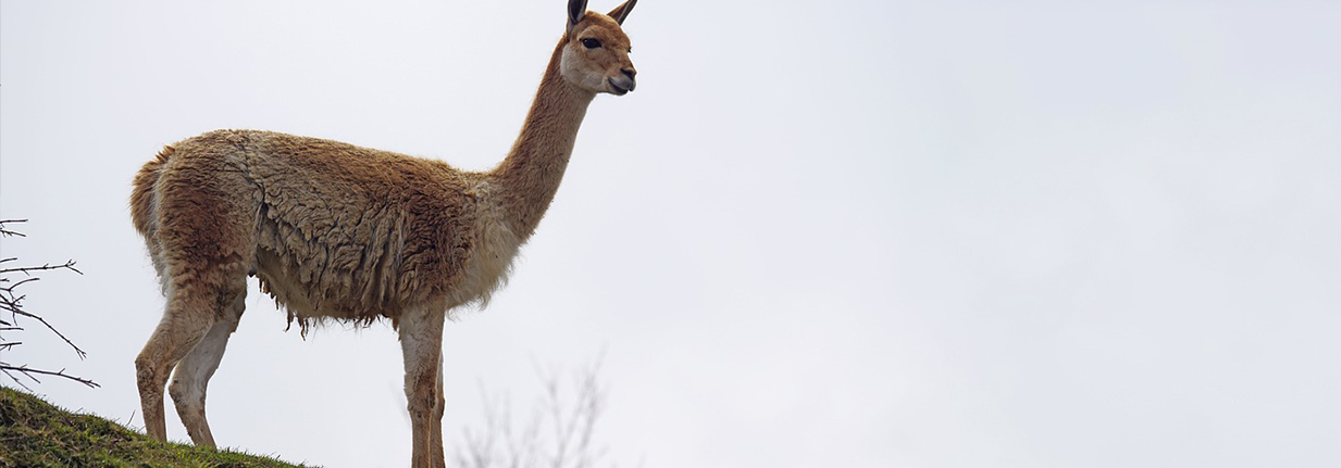 Vikunja - Definition - hessnatur Textillexikon