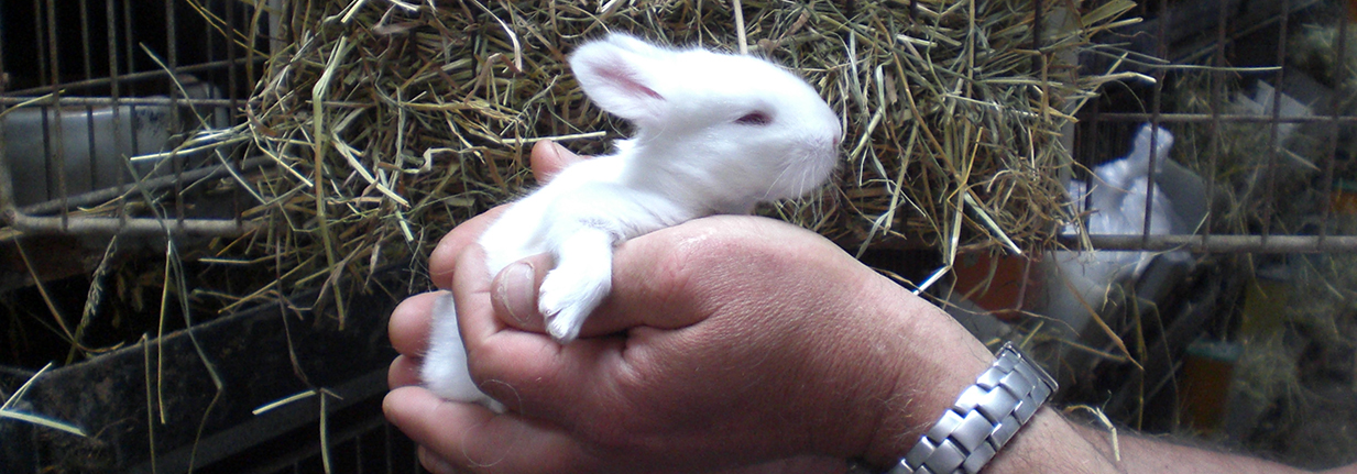 Angora - Definition - hessnatur Textillexikon